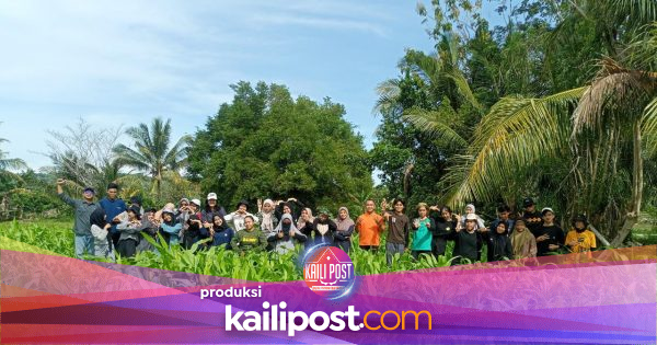 Hari Pertama Mengabdi, Mahasiswa BUN Lakukan Farm Eksperience Di Labuan ...