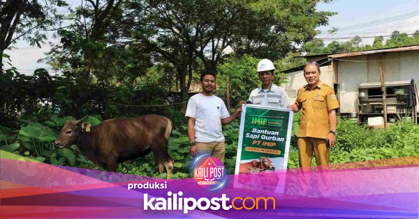 38 Ekor Sapi Qurban Dibagikan IMIP Di Kawasan Sekitar Morowali - KAILIPOST