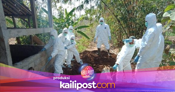 93 Warga Gunungkidul Terjangkit Antraks Usai Konsumsi Ternak Mati - KAILIPOST